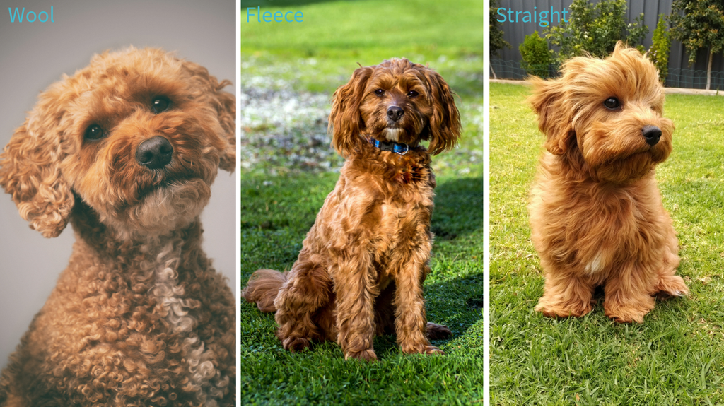 Cavapoo vs Cockapoo: An expert compares these two breeds | PetsRadar