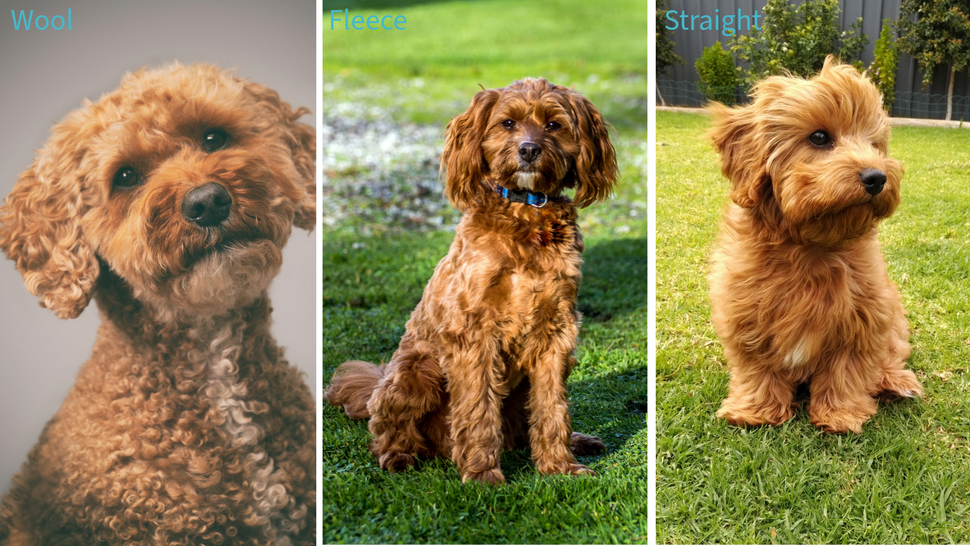 Cavapoo vs Cockapoo: An expert compares these two breeds | PetsRadar
