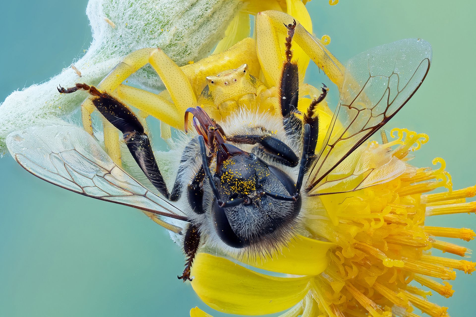 This award-winning, upside-down photo of a color-changing spider ...