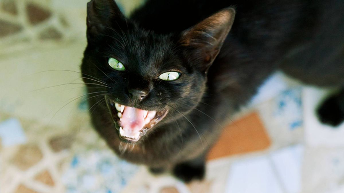 Cat communication explained: Here's what your feline is trying to tell ...