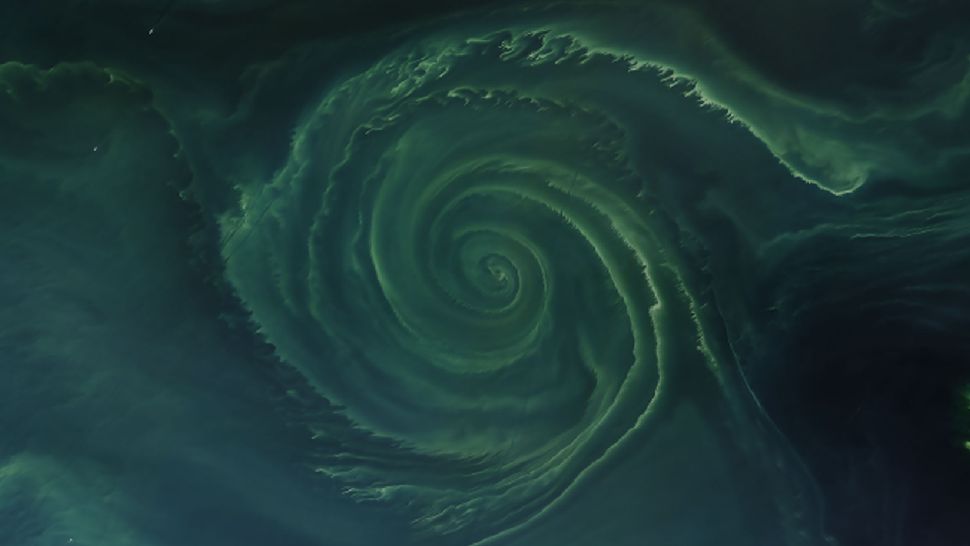Earth from space: Ethereal algal vortex blooms at the heart of massive ...