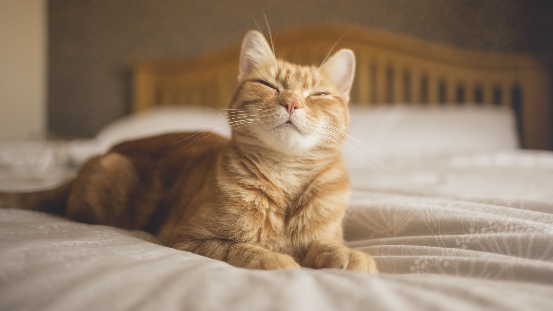 The history of cat domestication | Live Science