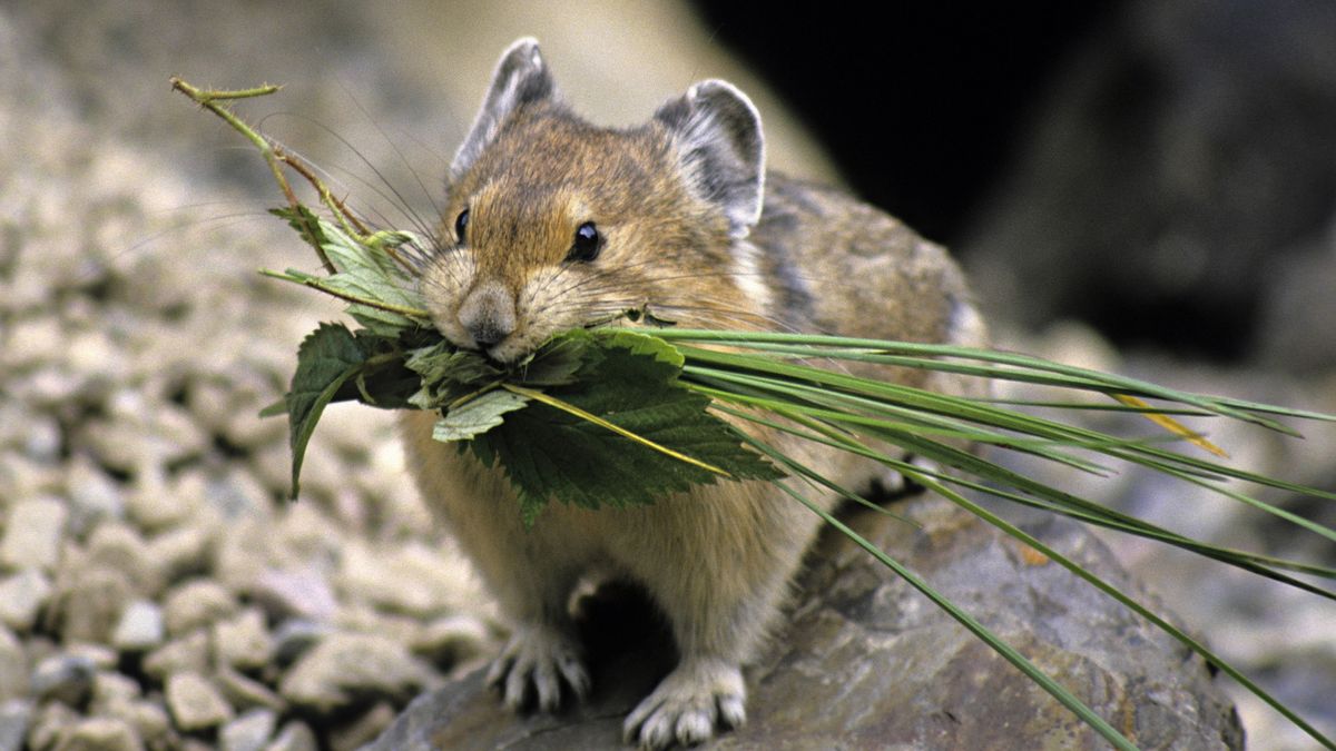 What is a pika? Meet the adorable gatekeepers of the high country ...