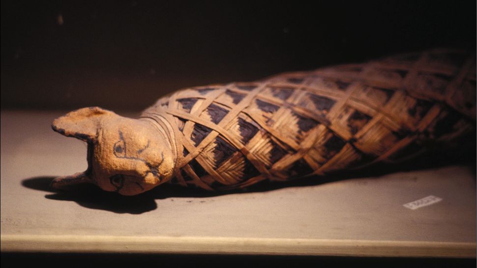 Why were the ancient Egyptians obsessed with cats? | Live Science