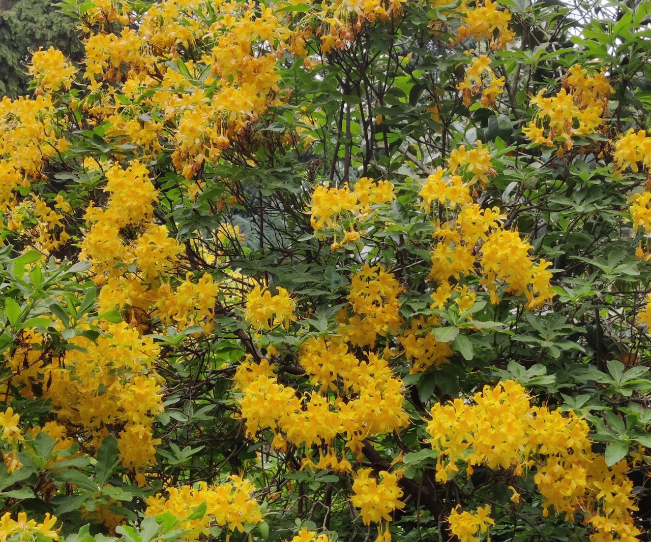 How to prune azaleas: to keep them healthy and beautiful | Homes and ...