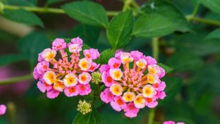 How to fertilize fuchsias: expert advice for more blooms | Homes and Gardens