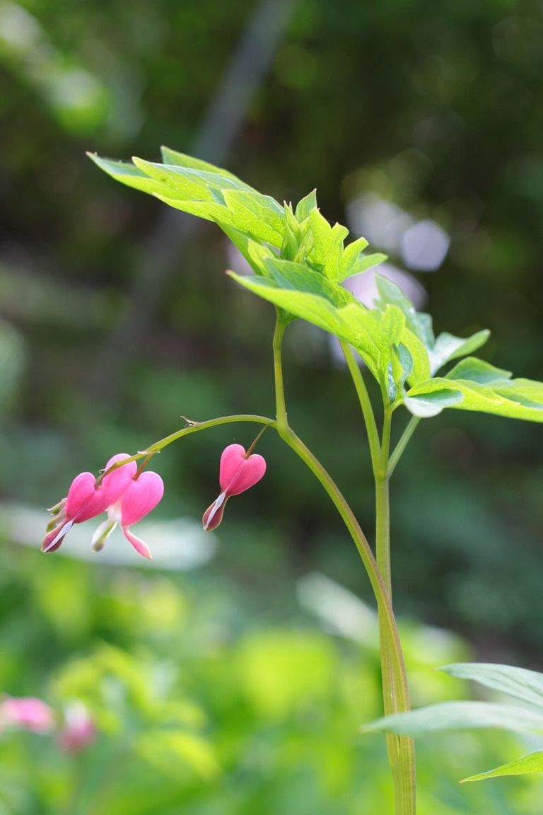 Bleeding Heart Cutting Propagation: How To Grow Bleeding Heart From ...