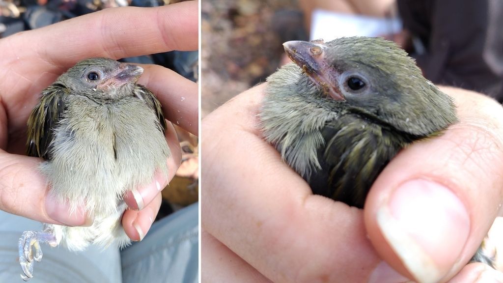 Parasitic birds 'exercise' in their eggs, hatch … and then pulverize ...