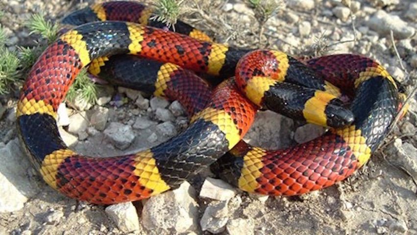 Photos: The Poisonous Creatures of the North American Deserts | Live ...