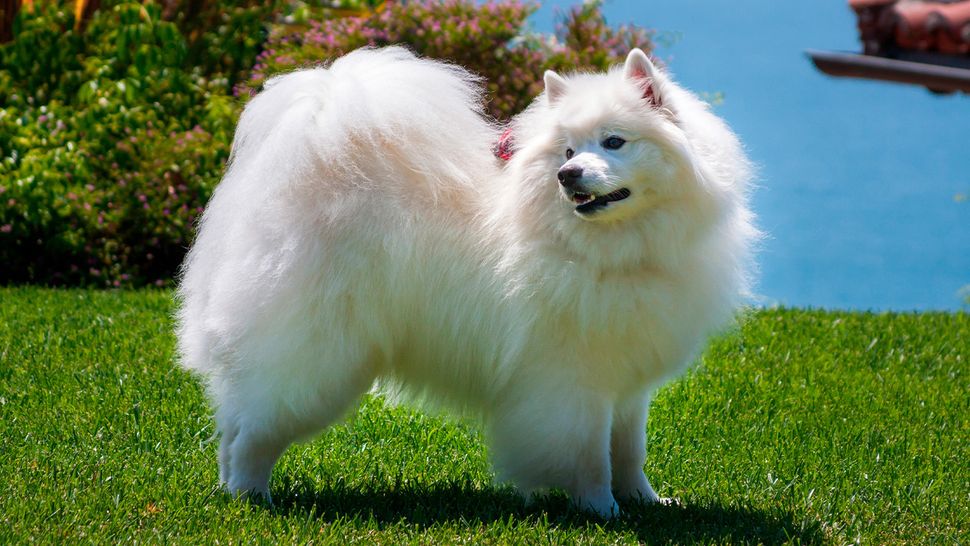 What dogs shed the most? 10 dogs that shed a lot | PetsRadar