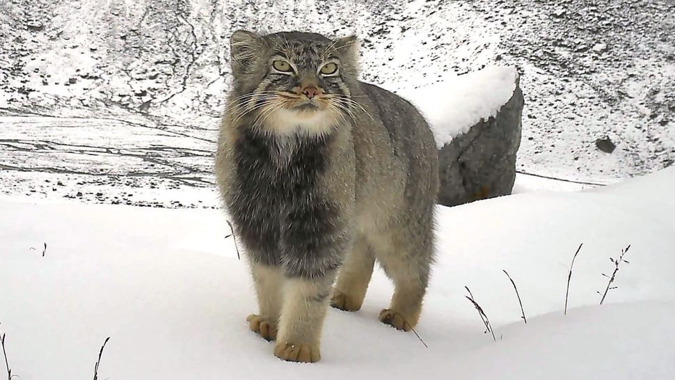 Grumpy-looking Pallas's cat photographed by camera trap in stunning ...