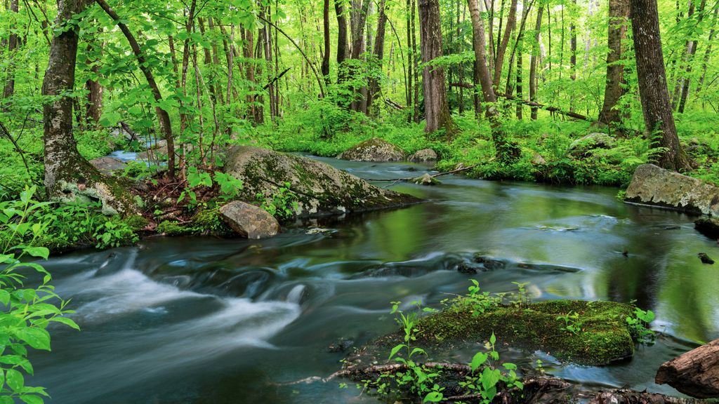 Massachusetts mother of 4 dies in fall during family hike in Purgatory ...