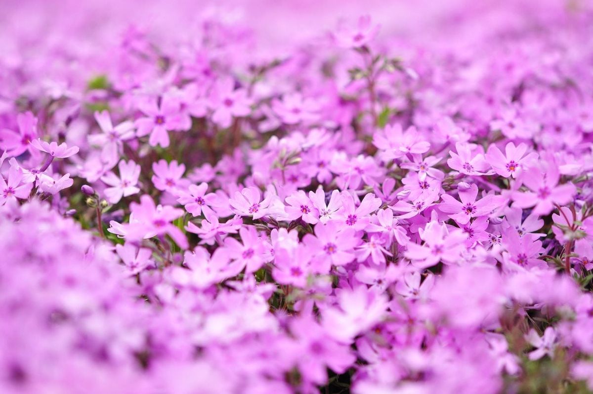Is Thrift A Kind Of Phlox - Learn The Difference Between Thrift And ...