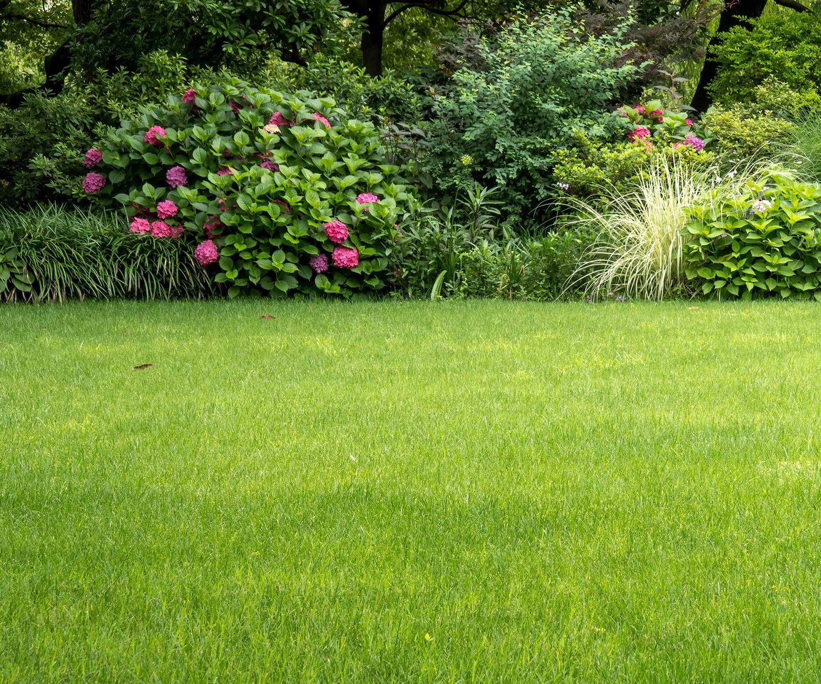 Combat ticks on lawns with these five expert tips | Homes and Gardens