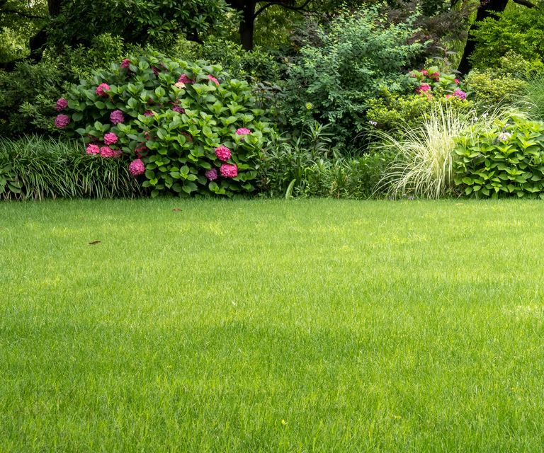 Combat ticks on lawns with these five expert tips | Homes and Gardens