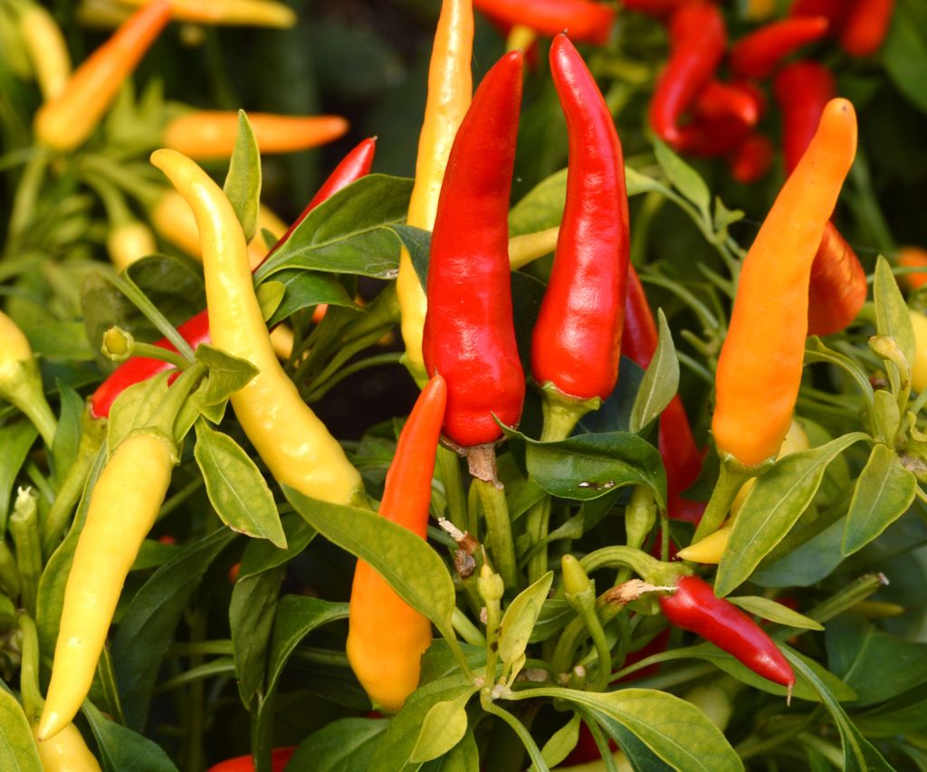 What is pinching out plants - what it means and how do it | Homes and ...