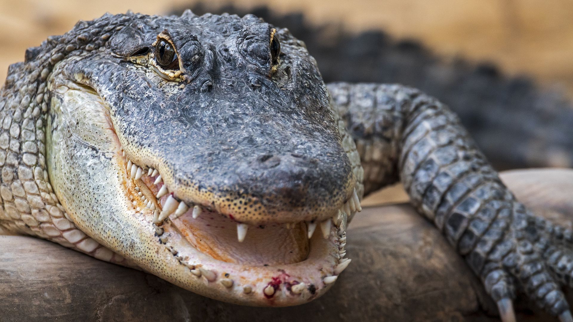 Watch a cannibal alligator chomp down on another gator in jaw-dropping ...