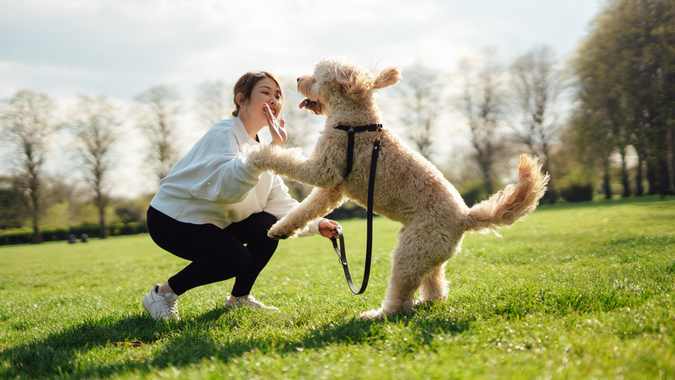 8 fun games to play with dogs (recommended by an expert) | PetsRadar