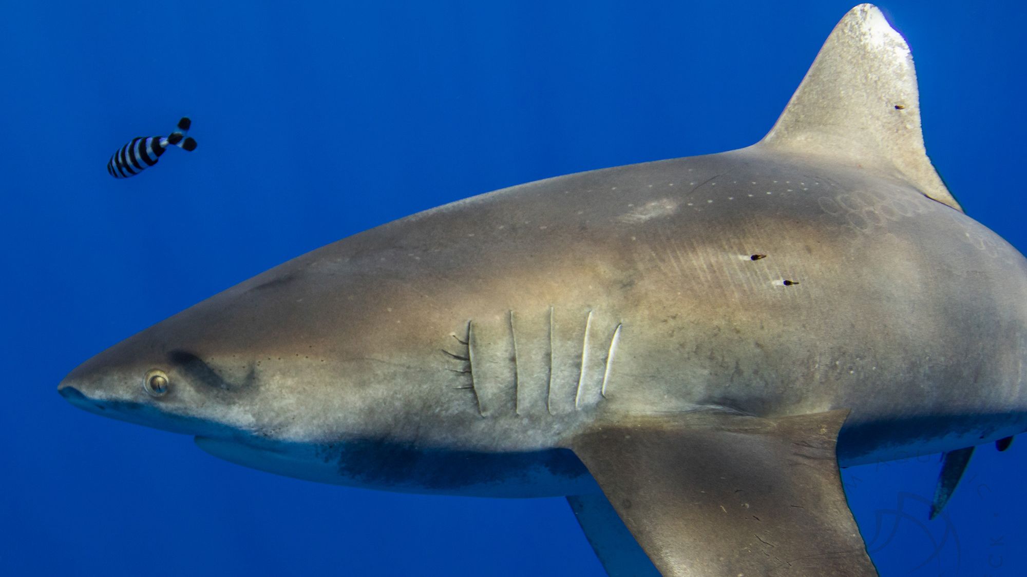 Mysterious scars on Hawaiian shark could be sign of giant squid attack ...