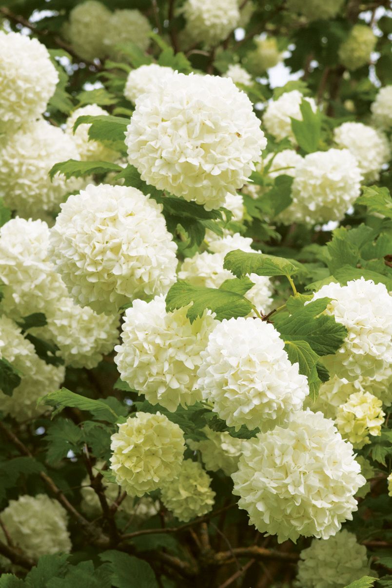 How to grow viburnum: add colour, fragrance and fabulous foliage ...
