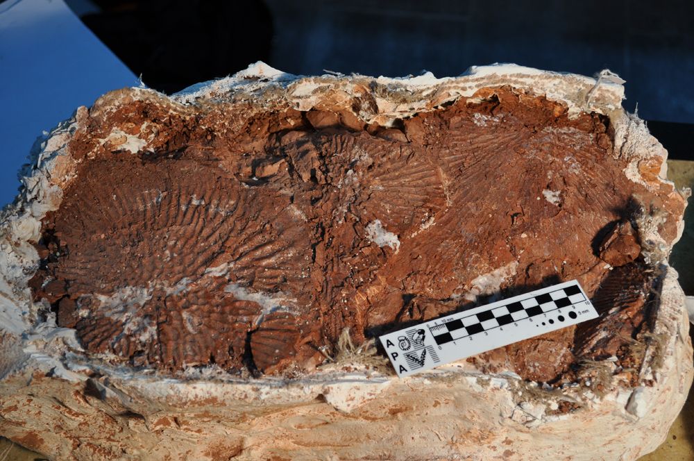 In Photos: Giant Amphibian Ruled Ancient Rivers | Live Science