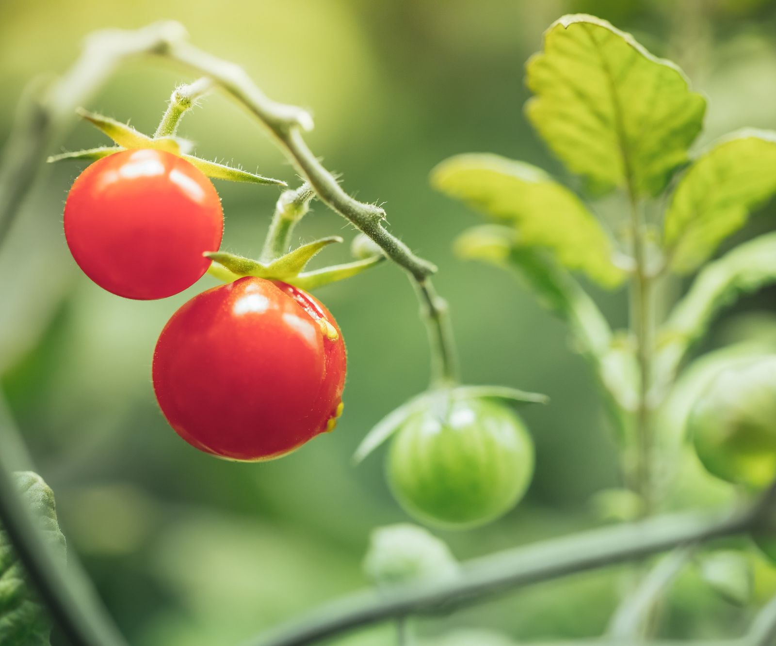 How to grow tomatoes indoors: the best methods for success | Homes and ...