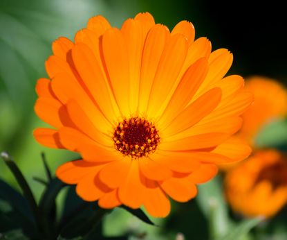Best flowers to sow in the fall: 16 beautiful blooms | Homes and Gardens