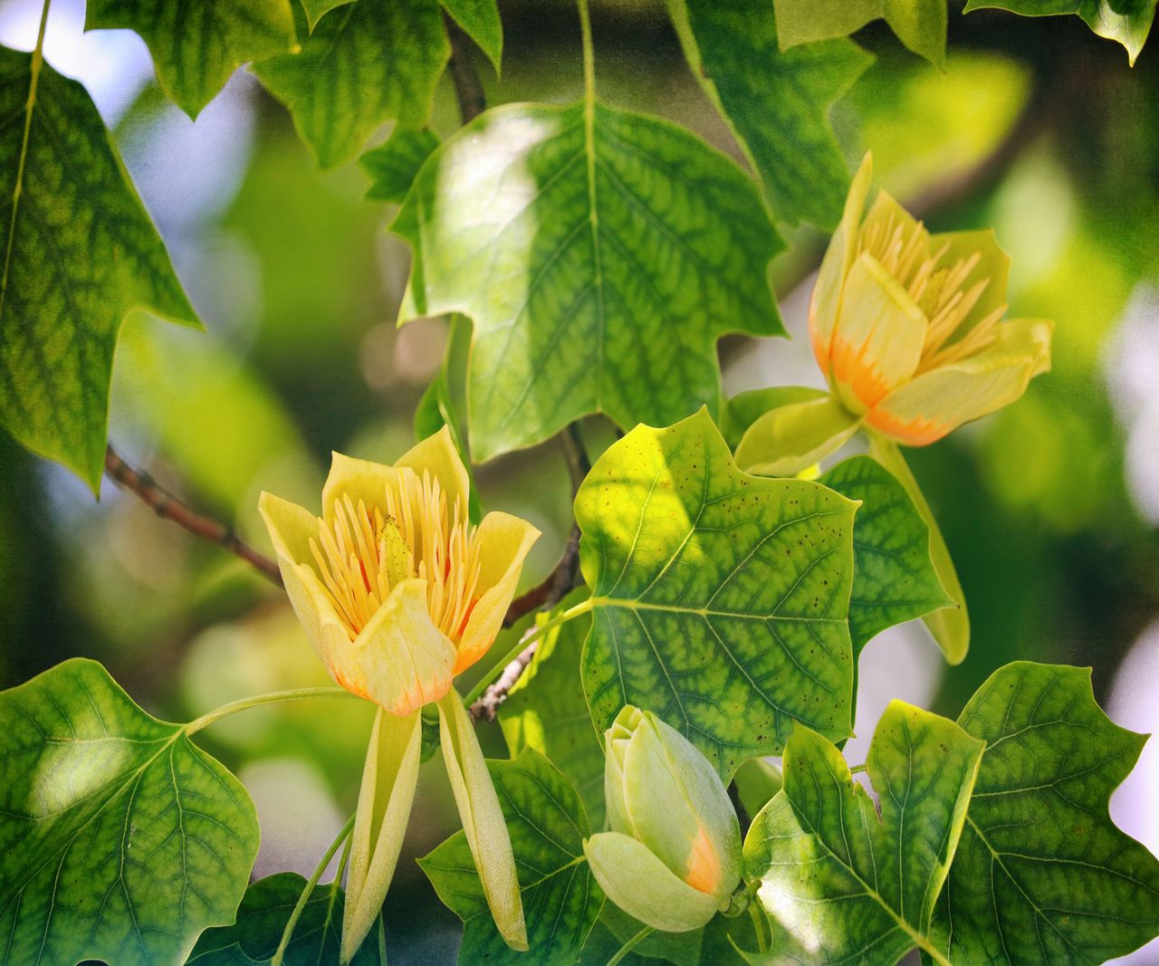 12 of the best statement trees to bring drama to your yard | Homes and Gardens