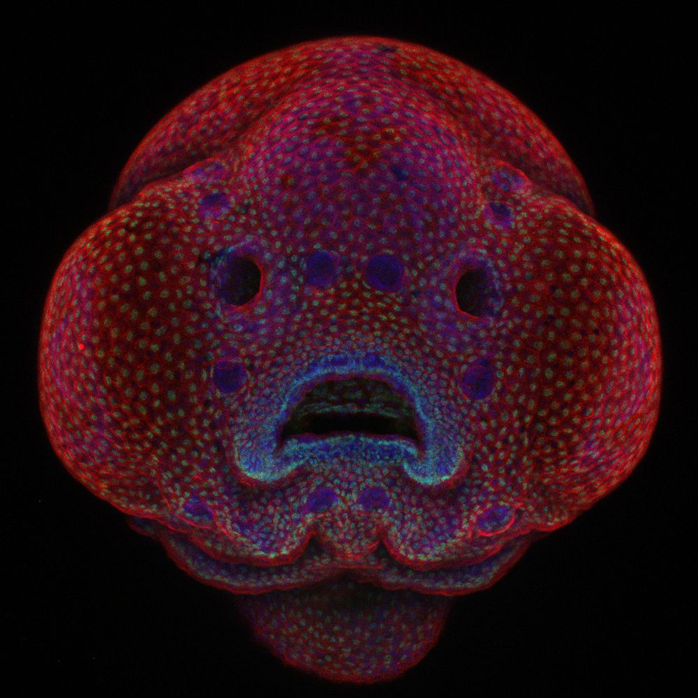 Wee Wonders: Top 20 Nikon Small World Contest Photos | Live Science