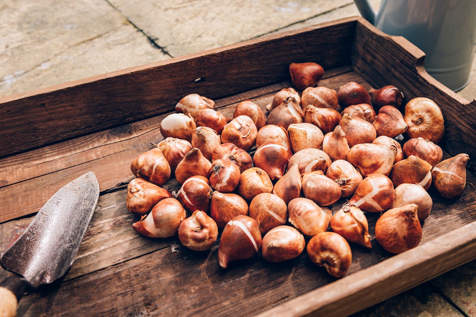 How to plant tulip bulbs: for a display of spring flowers | Homes and ...