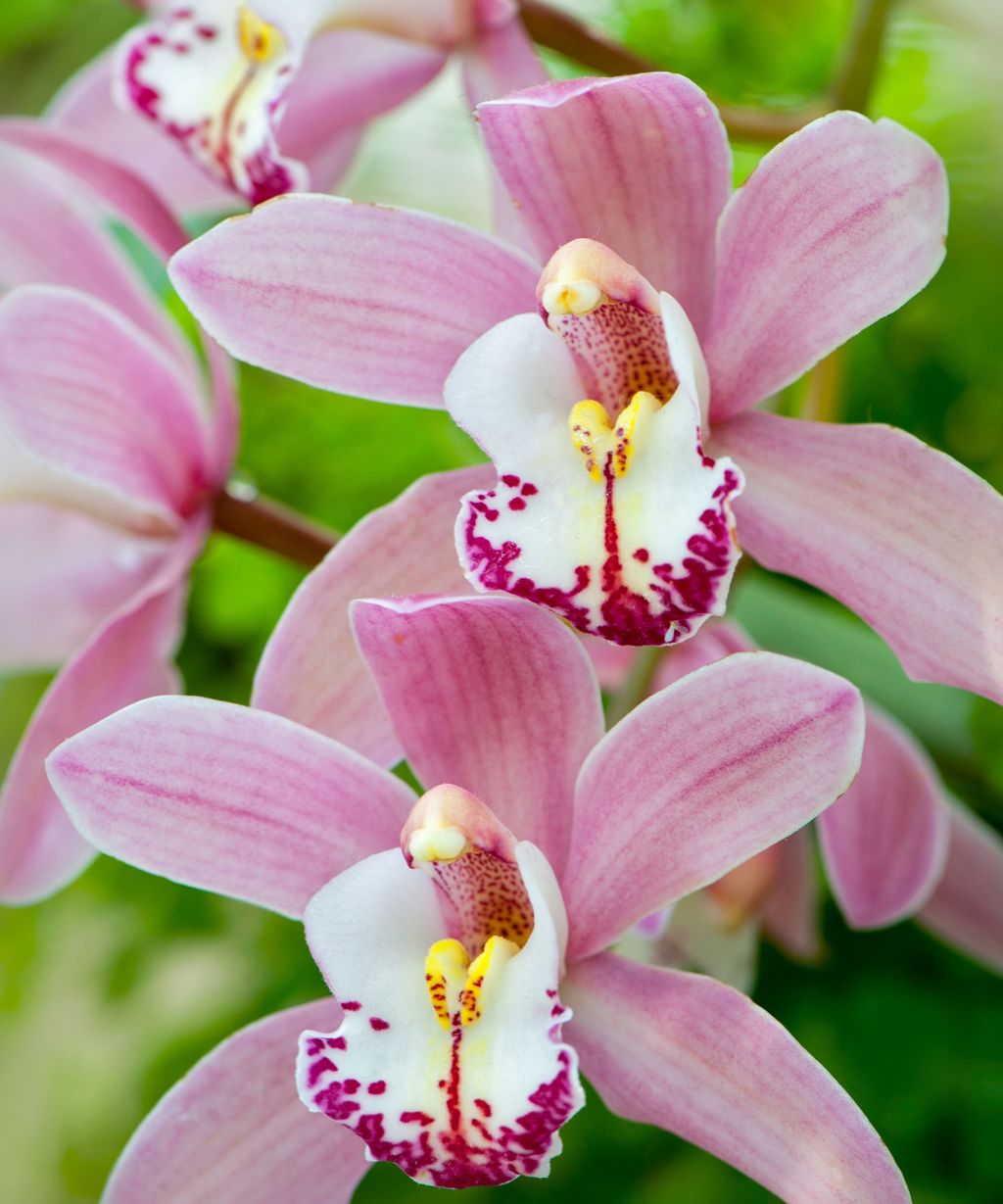 Types of orchids: 10 stunning varieties for your home | Homes and Gardens