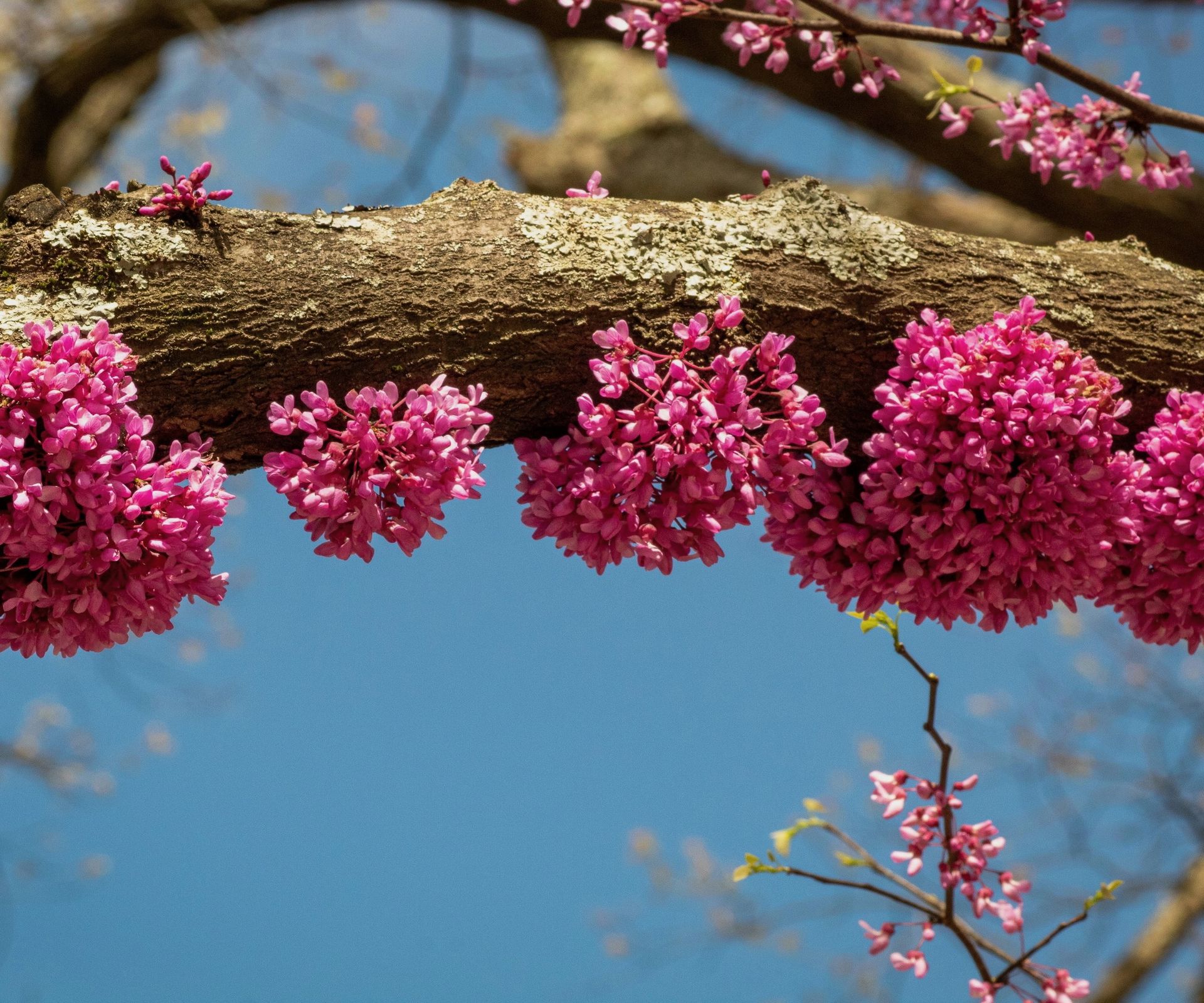 10 trees with unusual bark for incredible year-round interest | Homes ...