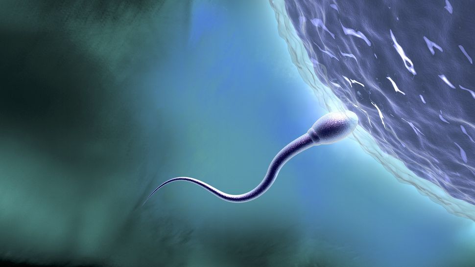 Sperm cells carry traces of childhood stress, epigenetic study finds ...