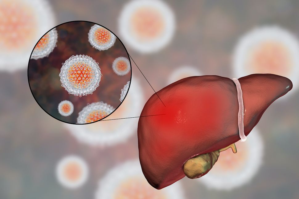 Liver: Function, failure & disease | Live Science