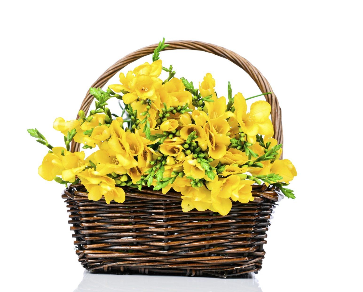 Can Freesias Grow In A Pot - Learn About Planting Freesias In ...