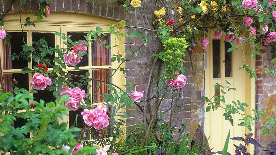 Cottage garden plants – 12 floral must-haves in your cottage garden ...