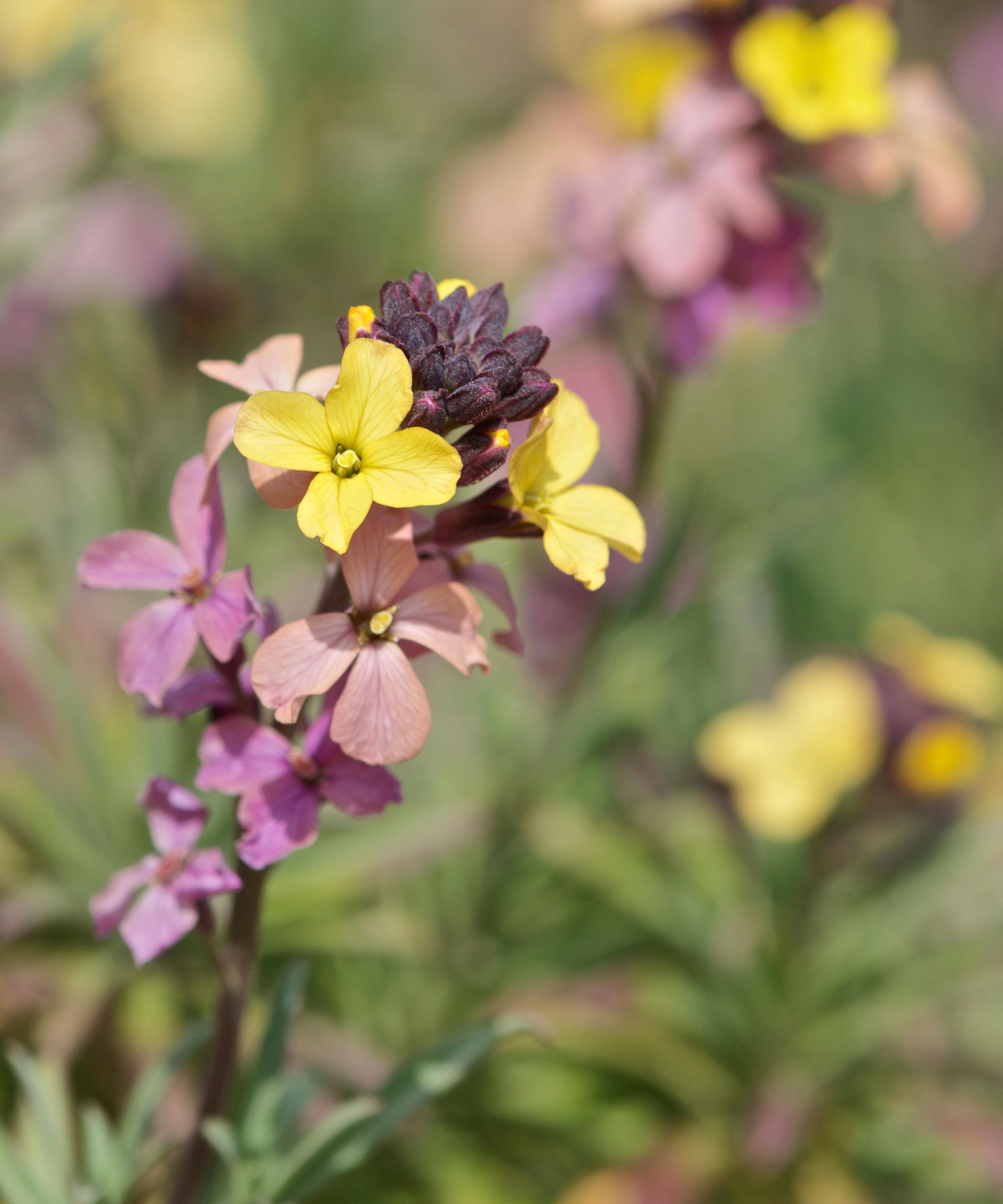 Best plants for a flowering living wall: 5 vertical blooms | Homes and ...