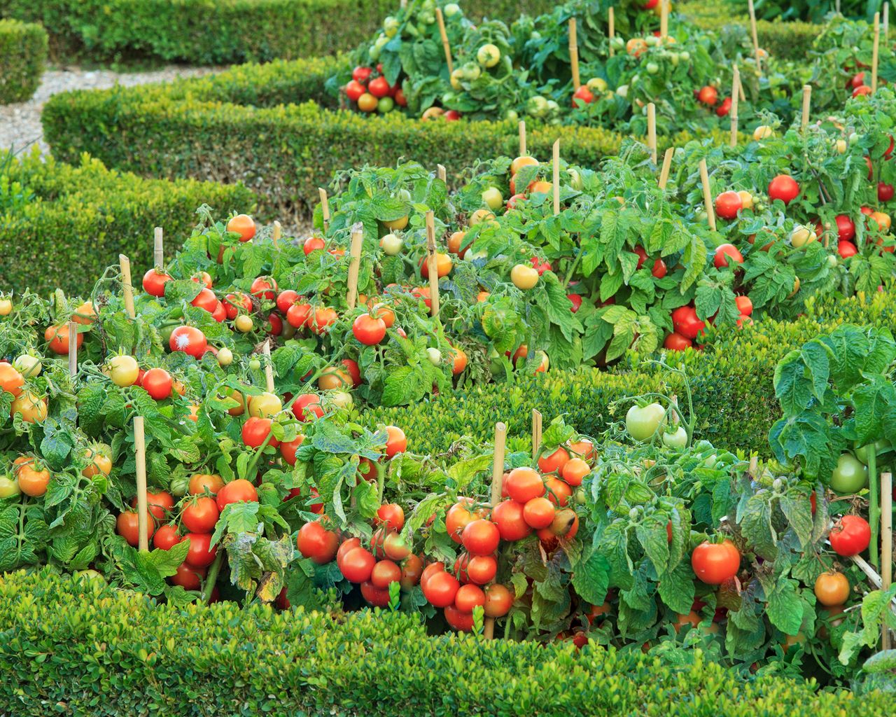 Best Determinate Tomatoes: Compact Varieties With Big Yields ...