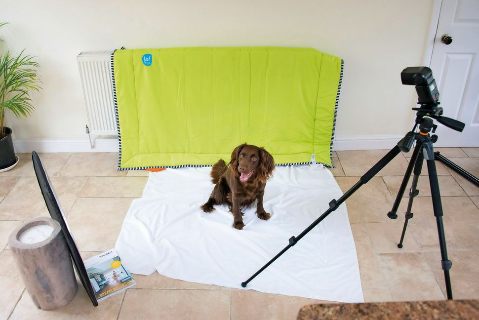 It's International Dog Day! Try shooting some 'pup art' pet portraits ...