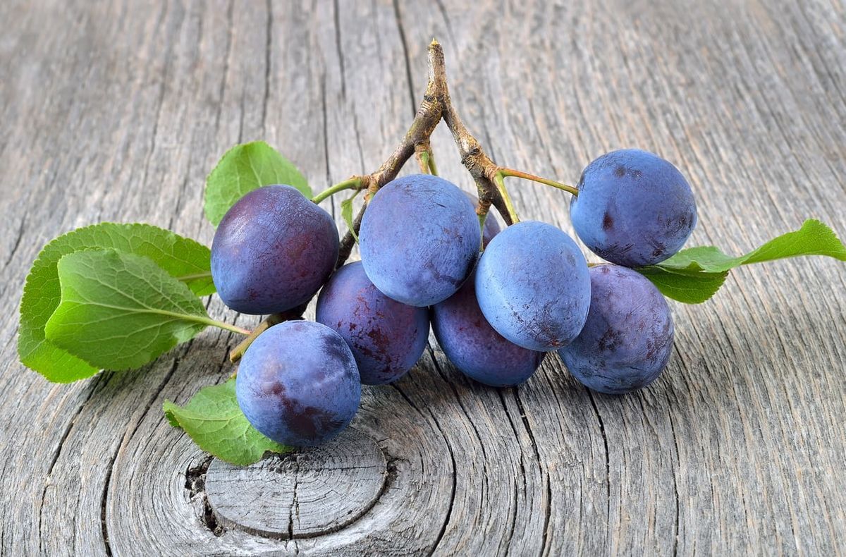 Langley Bullace Damson Care: Growing Langley Bullace Damson Trees ...