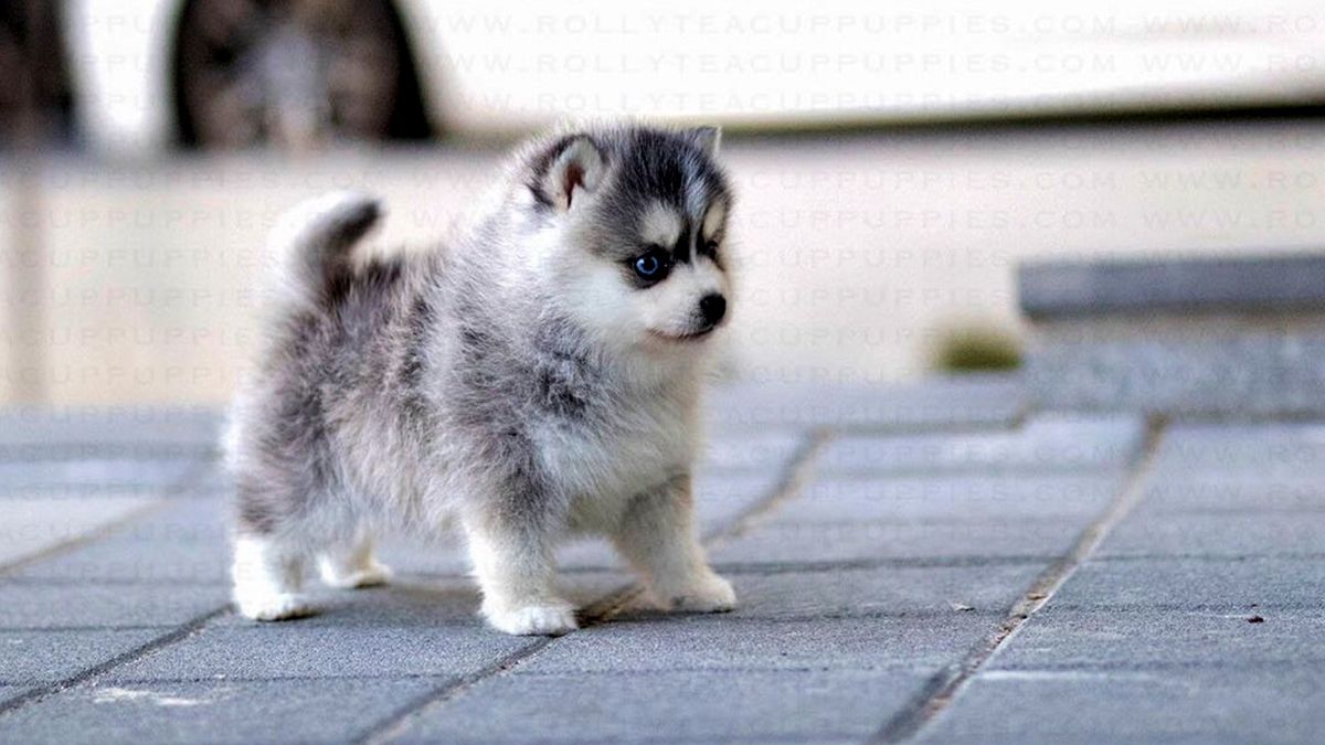 10 adorable teacup dog breeds with bags of personality | PetsRadar