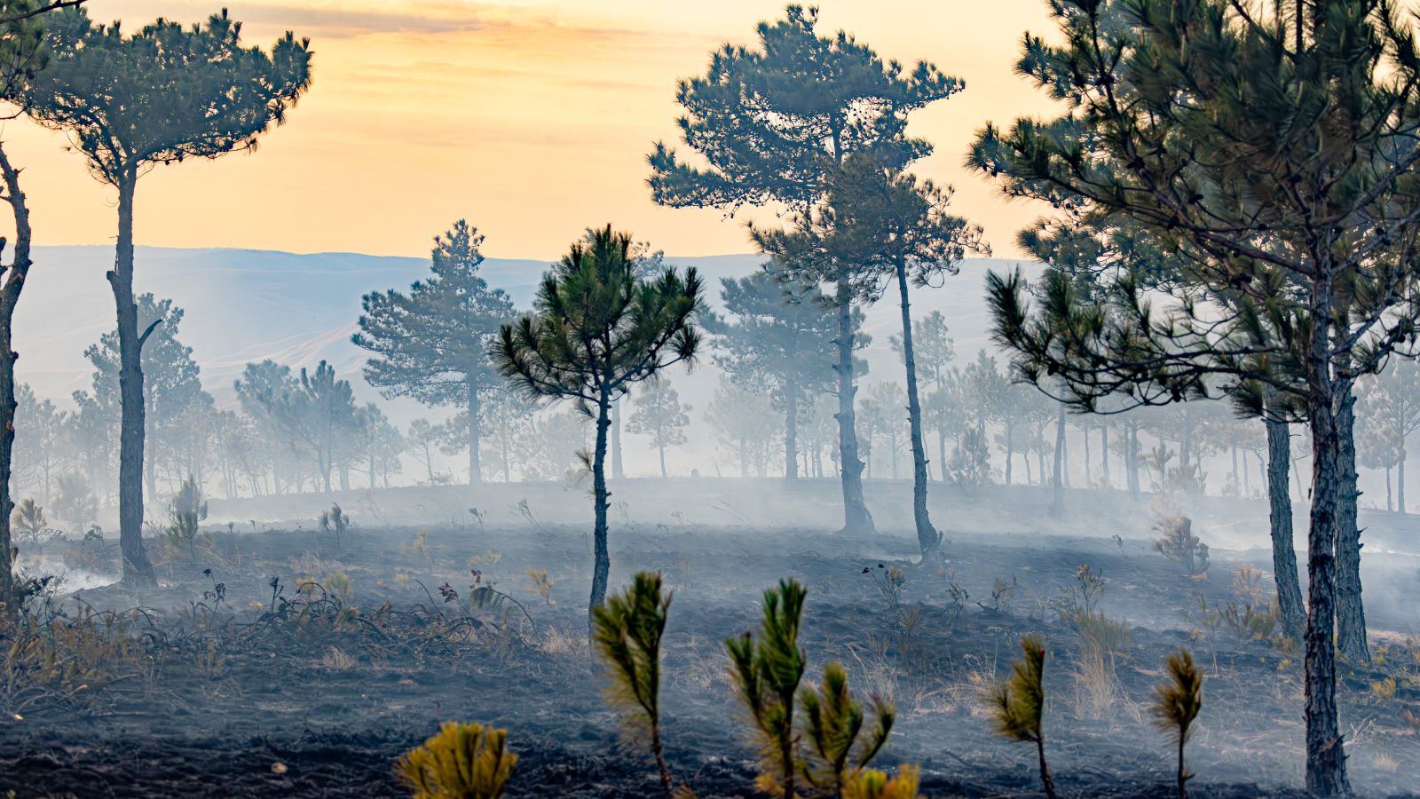 'We don't have a climate crisis — we are the crisis': Environmentalist ...