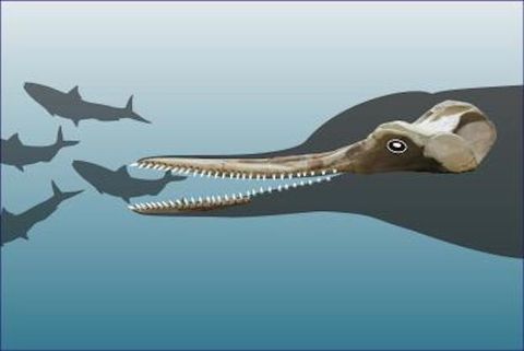 Ancient 'Toothy' Dolphin Fossils Found in Peru Desert | Live Science