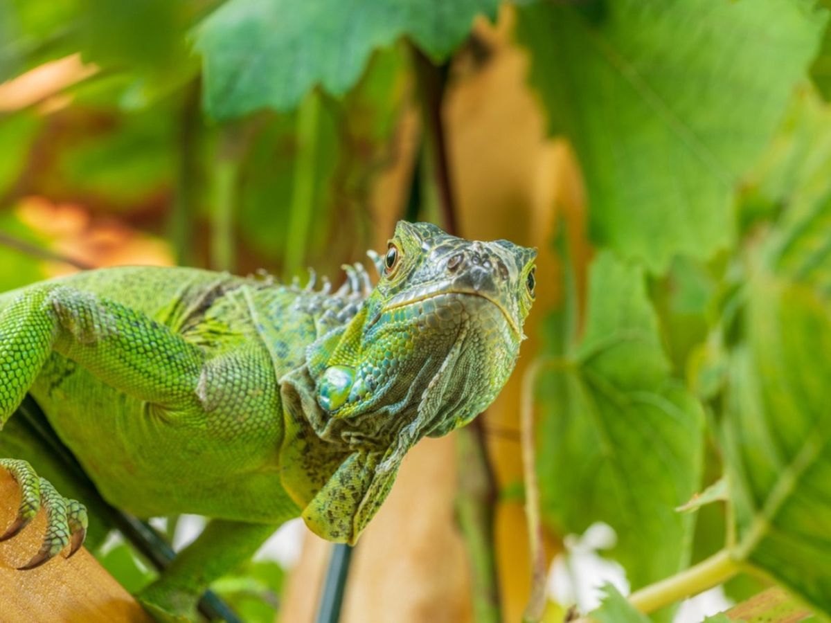 Iguana Control: How To Get Rid Of Iguanas In Your Garden | Gardening ...