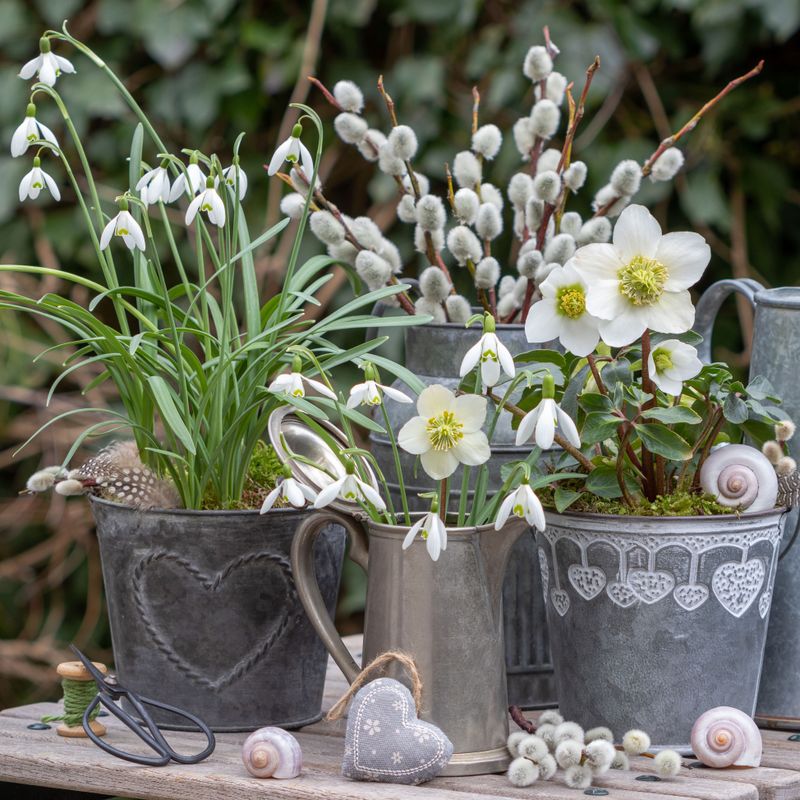 Best Plants For Pots All Year Round – Four Season Containers ...