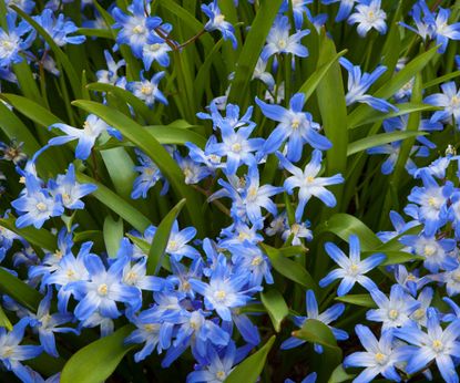 Best miniature bulbs: 15 ideas for small yards and planters | Homes and ...