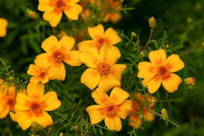 How to Grow Marigolds in Your Garden — A Complete Guide | Livingetc