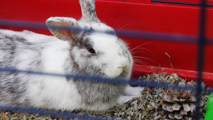 Best indoor rabbit hutches: 12 beautiful bunny pads | PetsRadar