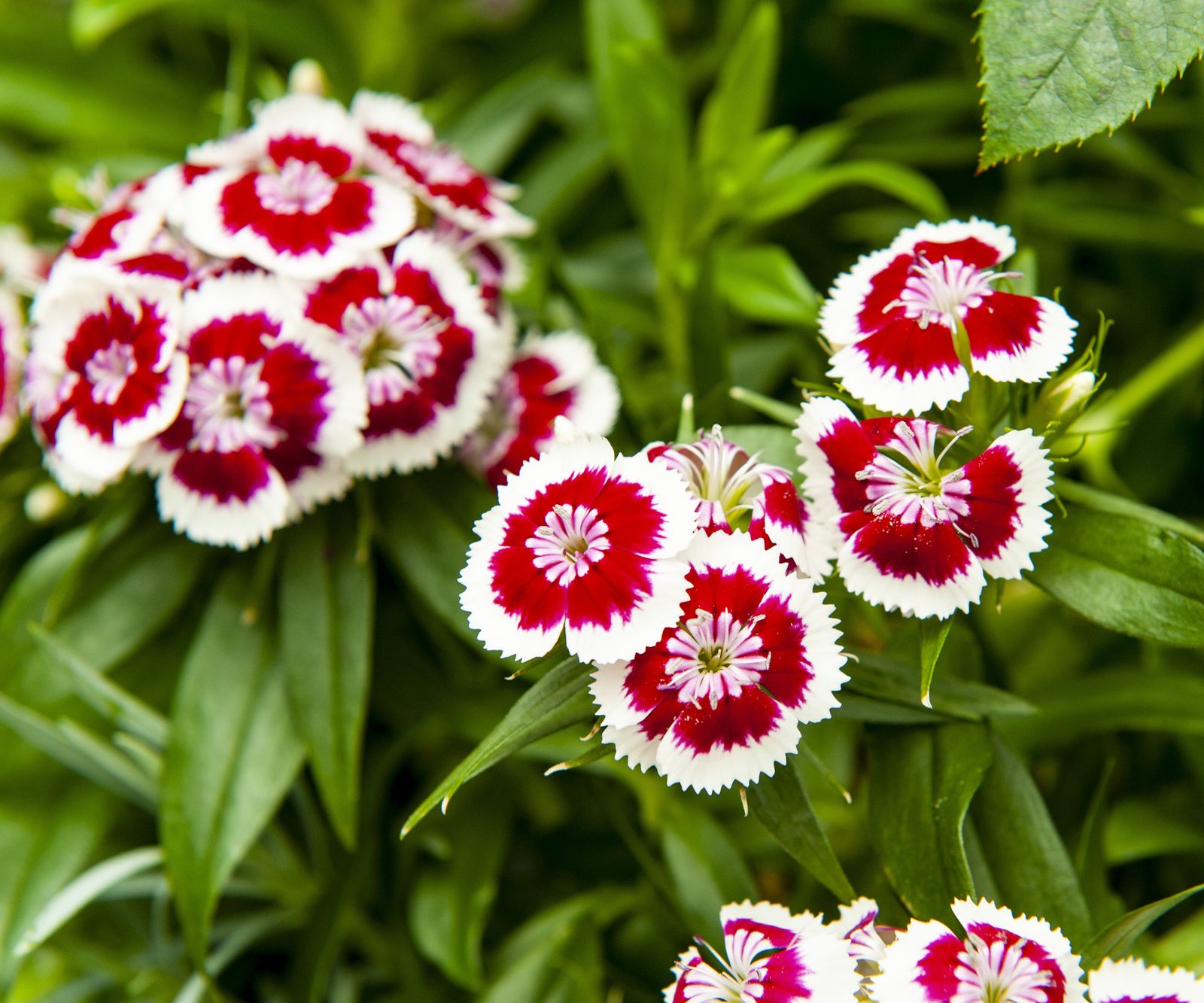 How to grow sweet William: Expert tips | Homes and Gardens