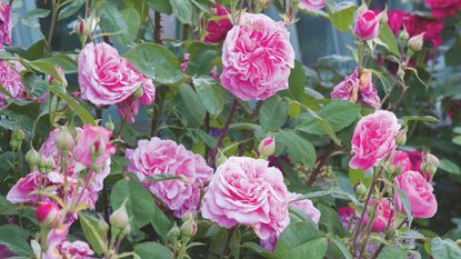 How to plant roses — 5 steps for a strong, healthy plant | Ideal Home